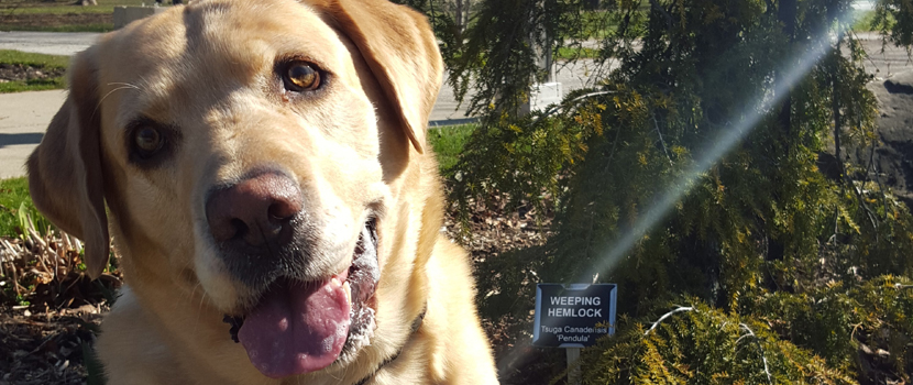 Get Started - Sit, Smile, Wag.